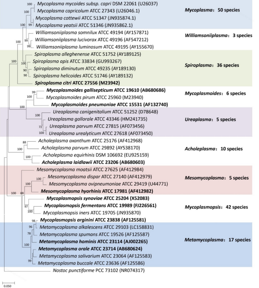 Why Is Mycoplasma Testing Important